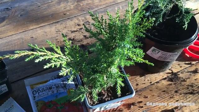 Хвойные новинки от Поиска.Что необходимо сделать после покупки.