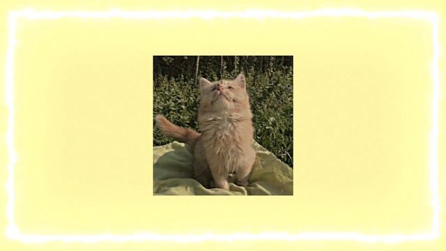 виктор цой - звезда по имени солнце (speed up)