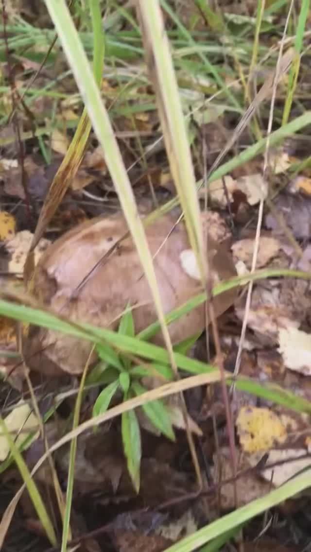 Подберёзовик