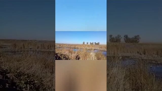 Наши пёсики, передают всем привет)