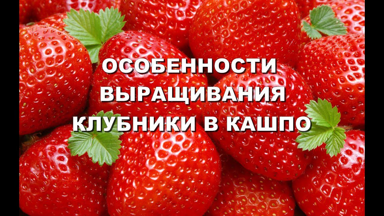 ОСОБЕННОСТИ ВЫРАЩИВАНИЯ КЛУБНИКИ В КАШПО