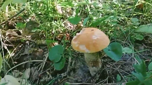 Первые грибы в этом сезоне