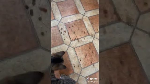 Игрушка для кота