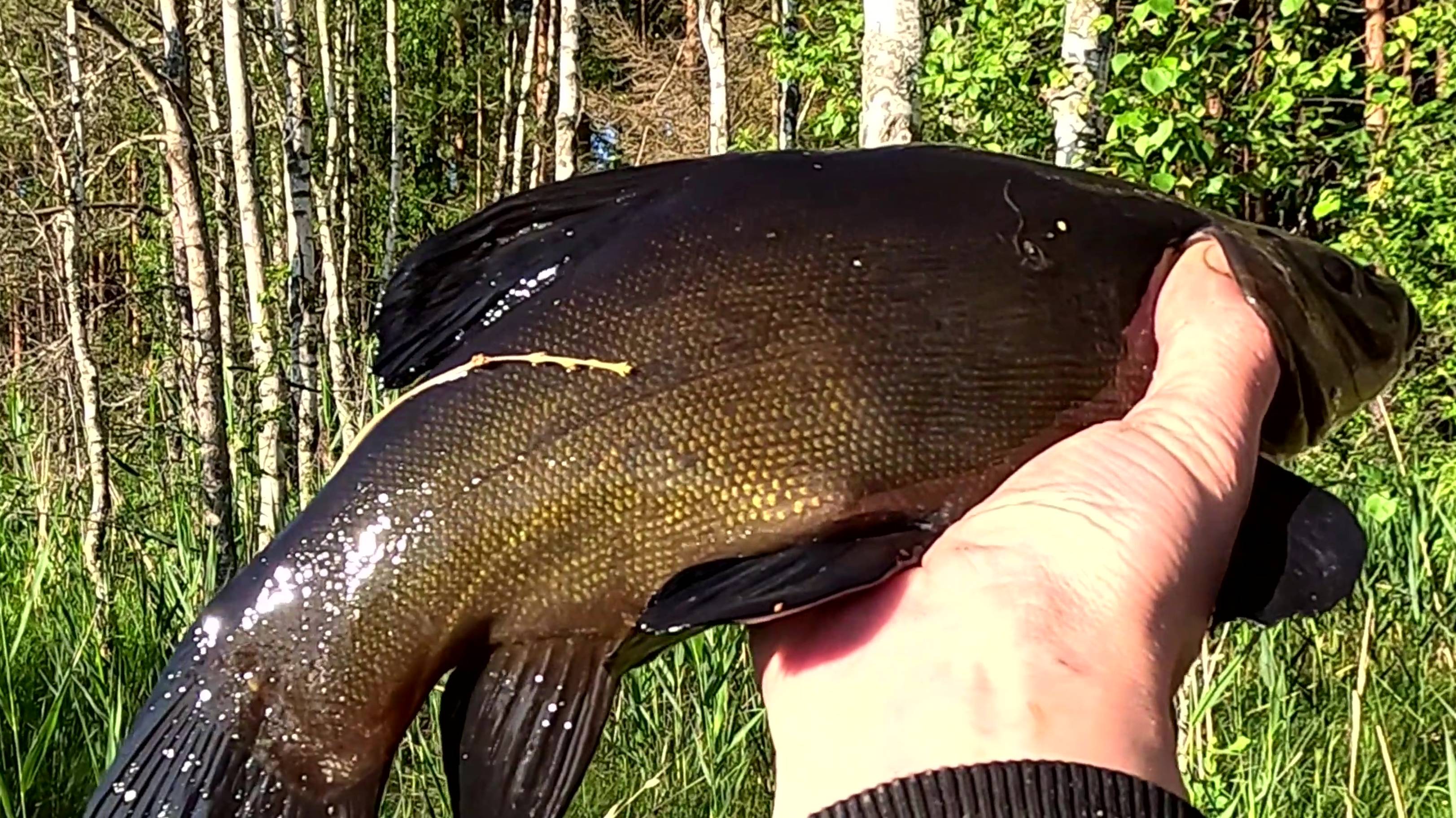 Рыбалка на линя и подлещ для настроения!!!!