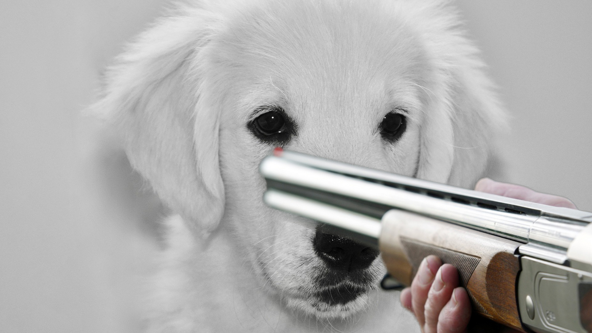 Как он мог убить мою собаку…