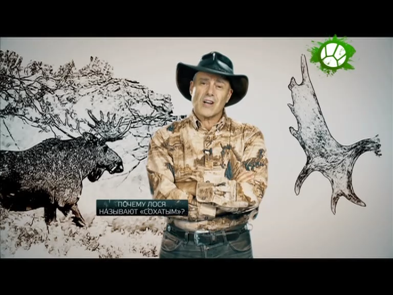 Почему лося называют сохатым?