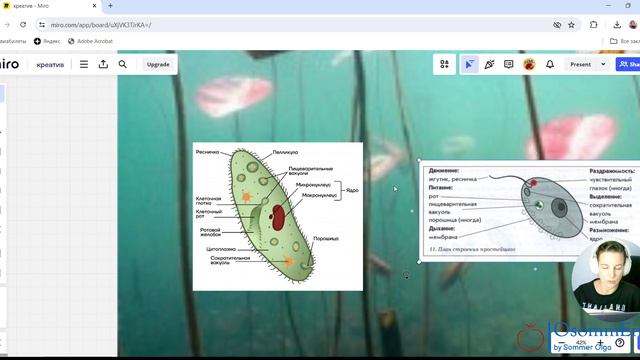 7 Пример урока биология
