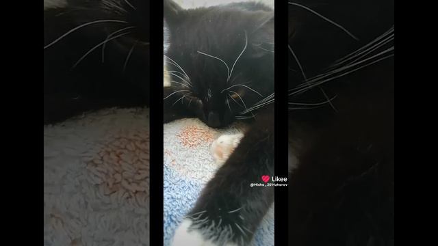 Жизнь Кексика 😸 2 часть