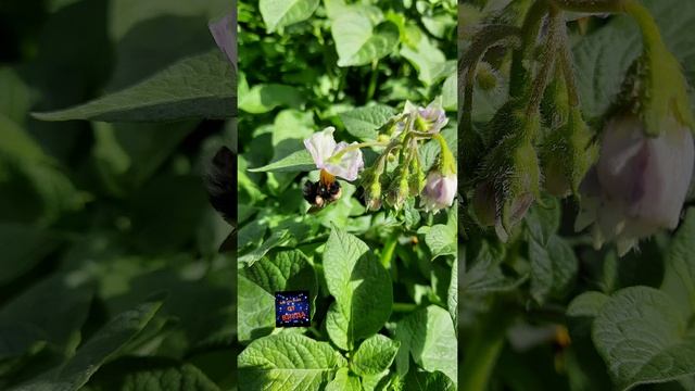 Шмелик на цветах картошки🐝