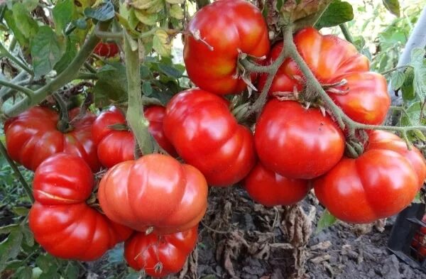 Помидоры из переросшей и ослабленной рассады на высокой грядке.