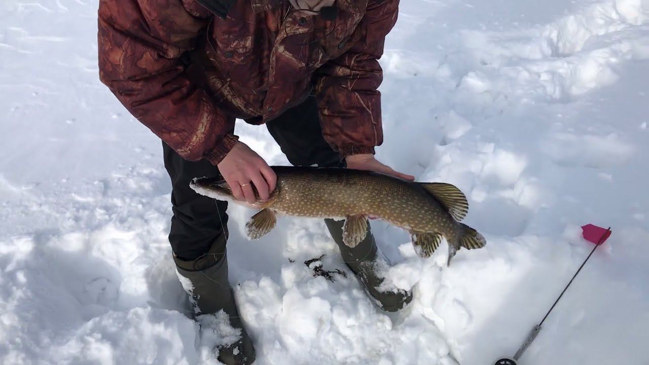 Оставили жерлицы без присмотра.
