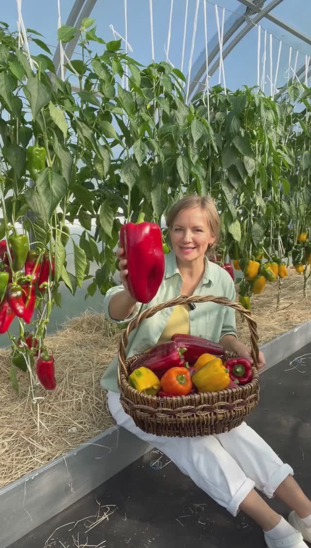 Обзор перца Ливадия и Ламуйо