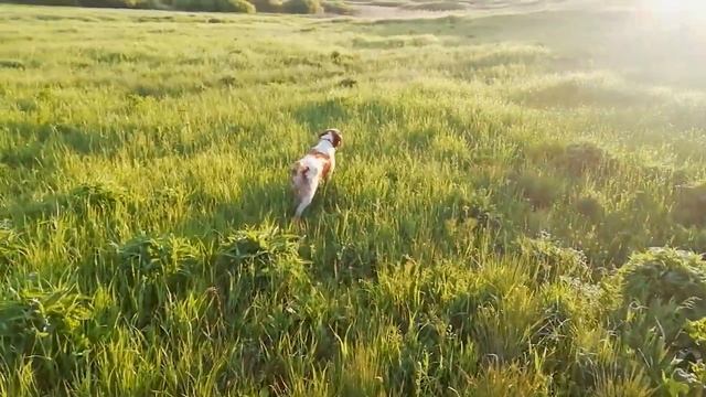 Перепелка (1).mp4