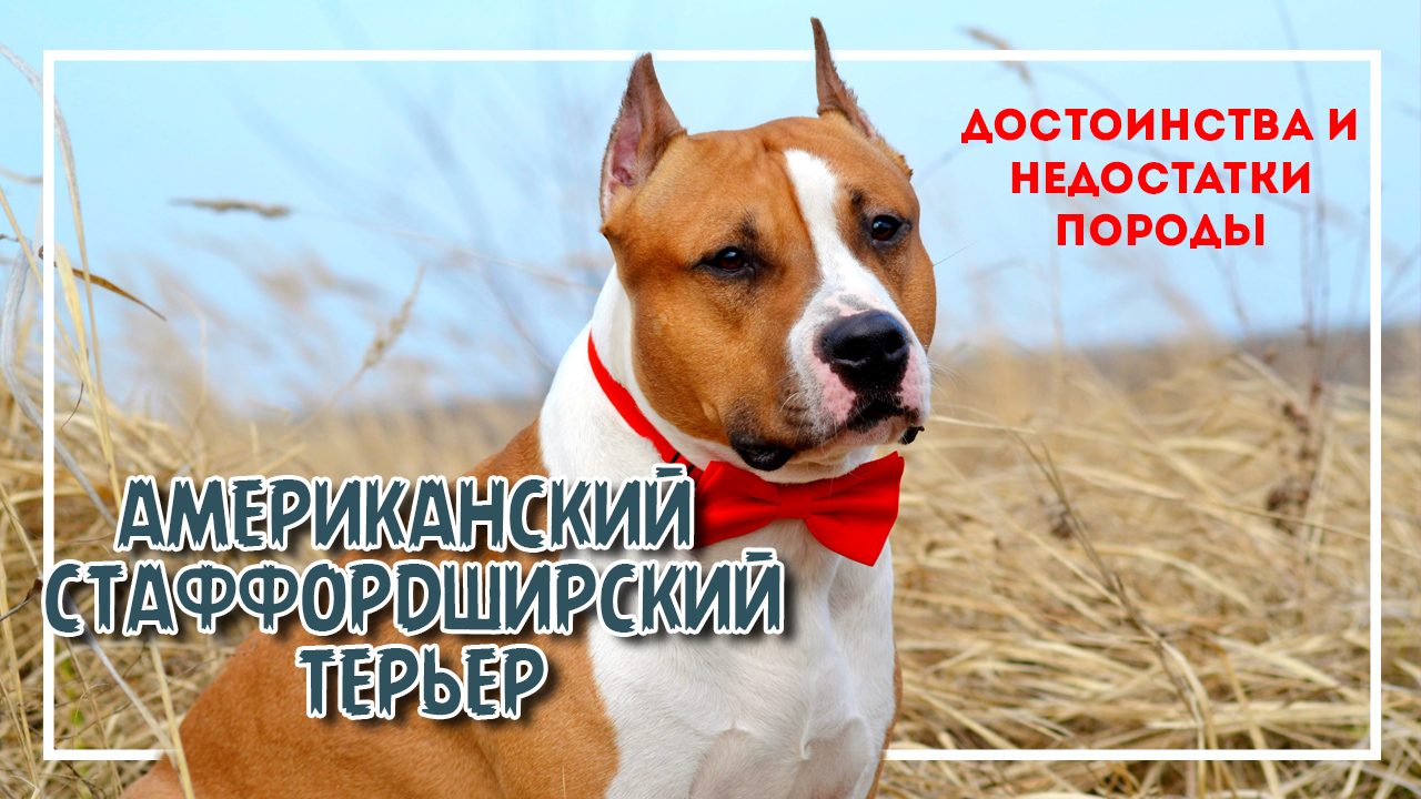 Американский стаффордширский терьер. Всё о породе.