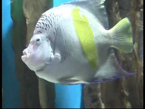 Океанариум. 30.01.2015 (ч.1)