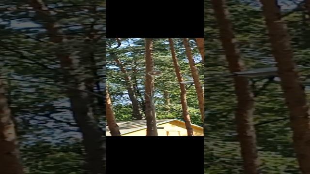 Дятел долбит фонарь