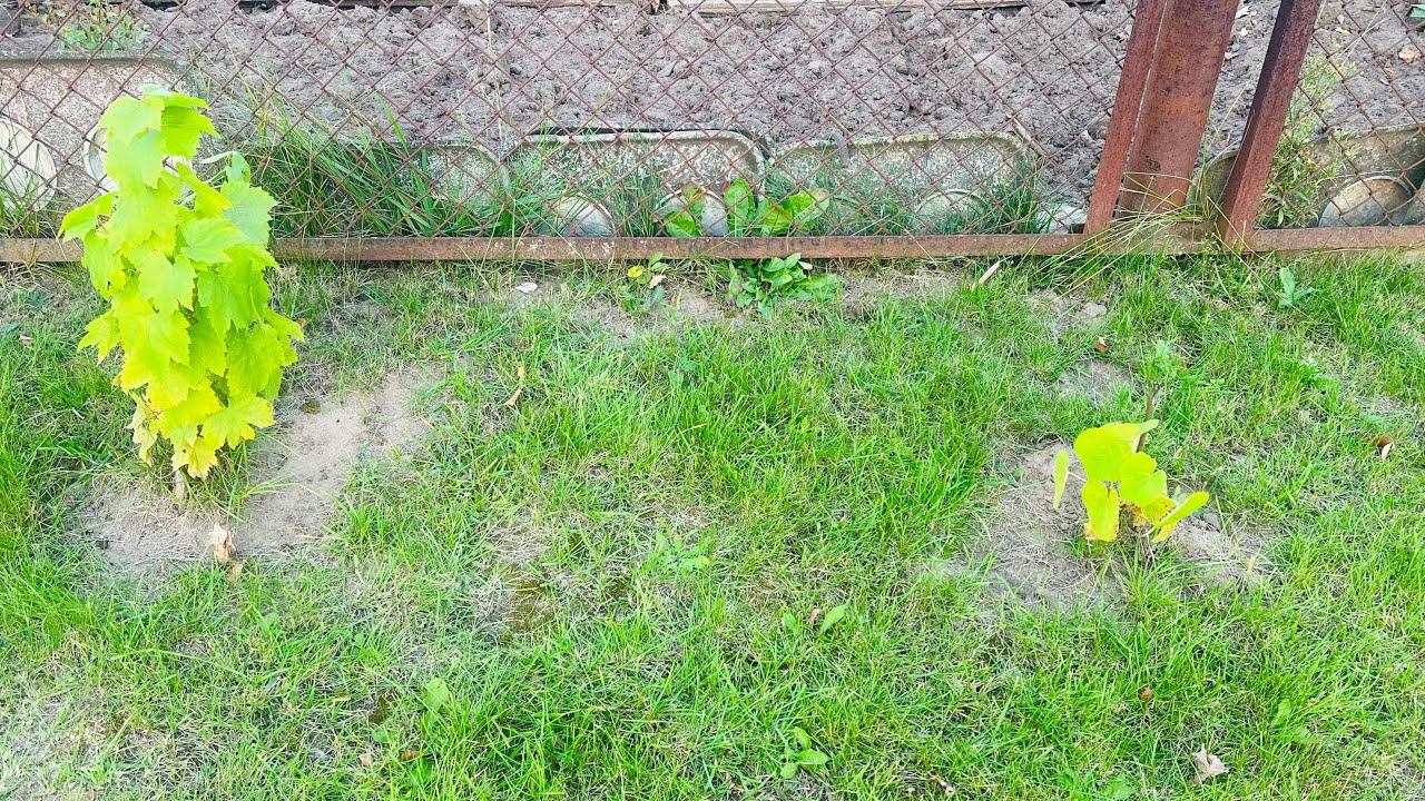 Закрываю виноград и ежевику на зиму