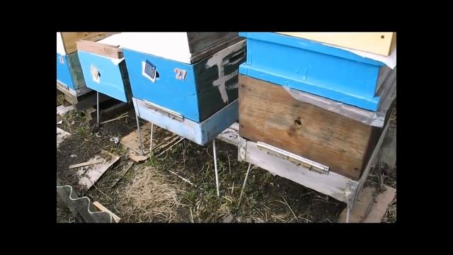 ответы на вопросы - причины появления агрессивных и злых пчел на пасеке, и как этого избежать