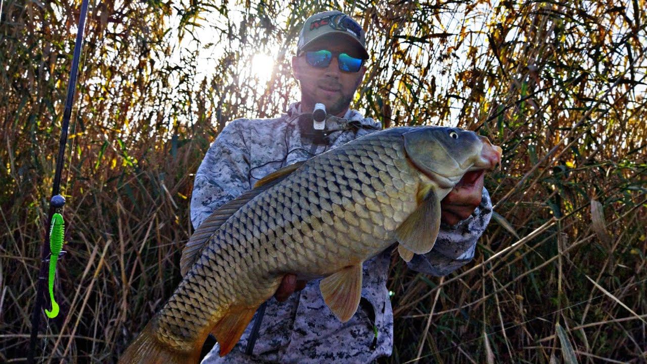 Сазаны гнут крючки, ловля на простую снасть рыбалка в Астрахани.