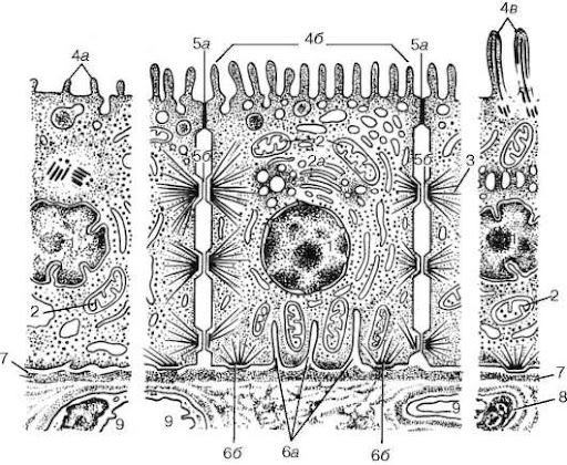 Эпителии: общая характеристика тканей