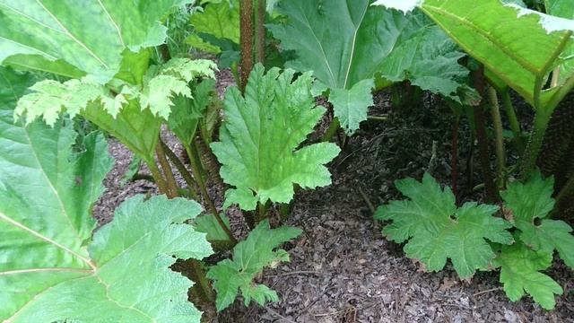 Ботанический сад Орхус, Дания, 23 июня 2021