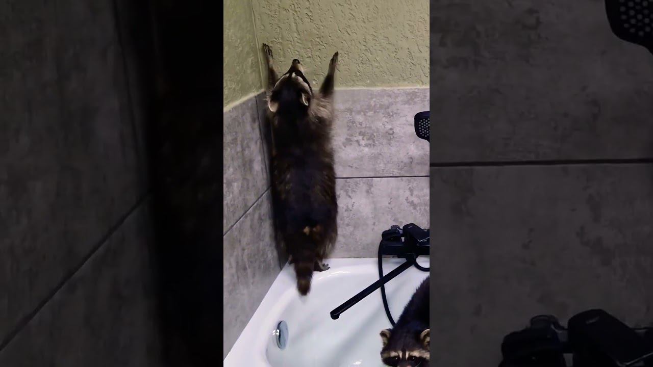 ▷Енототанцы◁