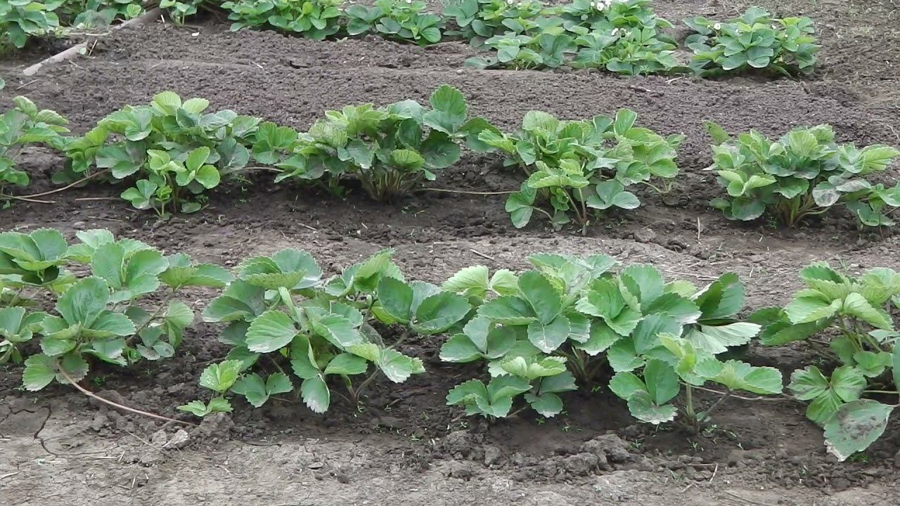 ЧЕМ ПОДКОРМИТЬ КЛУБНИКУ ОСЕНЬЮ ОБЯЗАТЕЛЬНАЯ ПОДКОРКА КЛУБНИКИ ДЛЯ ВЫСОКОГО УРОЖАЯ