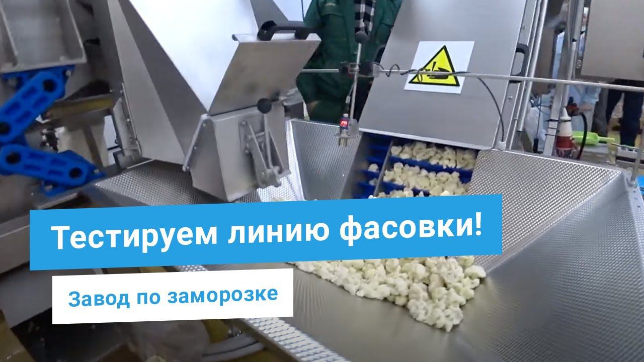Зона фасовки замороженных овощей на заводе. Оборудование для сортировки и упаковки цветной капусты.