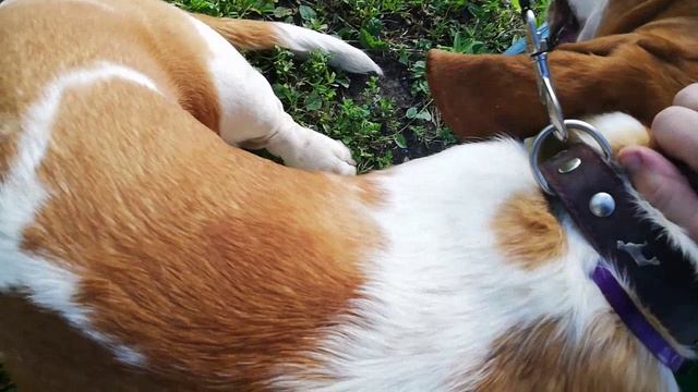 Ч 4 Шашлык из Свинины, Сосиски, Бассет-хаунд Ерофей на БО Кроптово Пензенской области 25 июня 2022 г