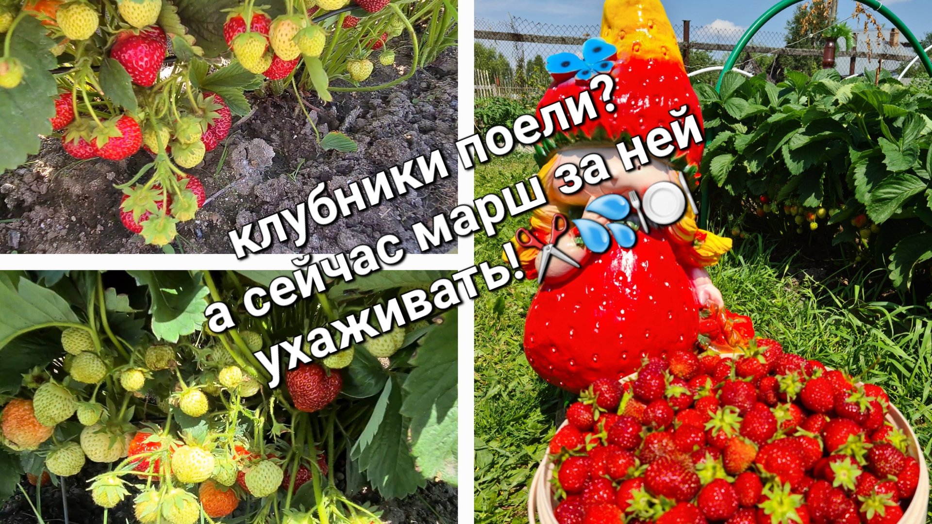 Ухаживайте за клубникой правильно в августе, иначе большого урожая клубники не видать!