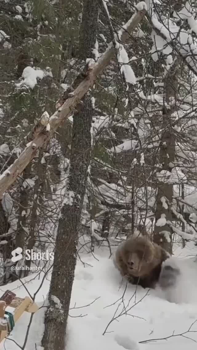 С копьем и лайками на медведя