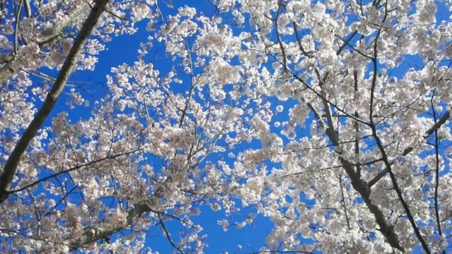 Юлия Славянская "ПЕРЕЖИТЬ".mp4