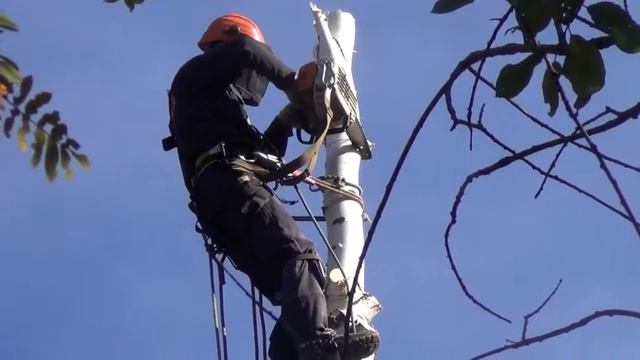 Все видео_Снос берёзы на новом кладбище.mp4