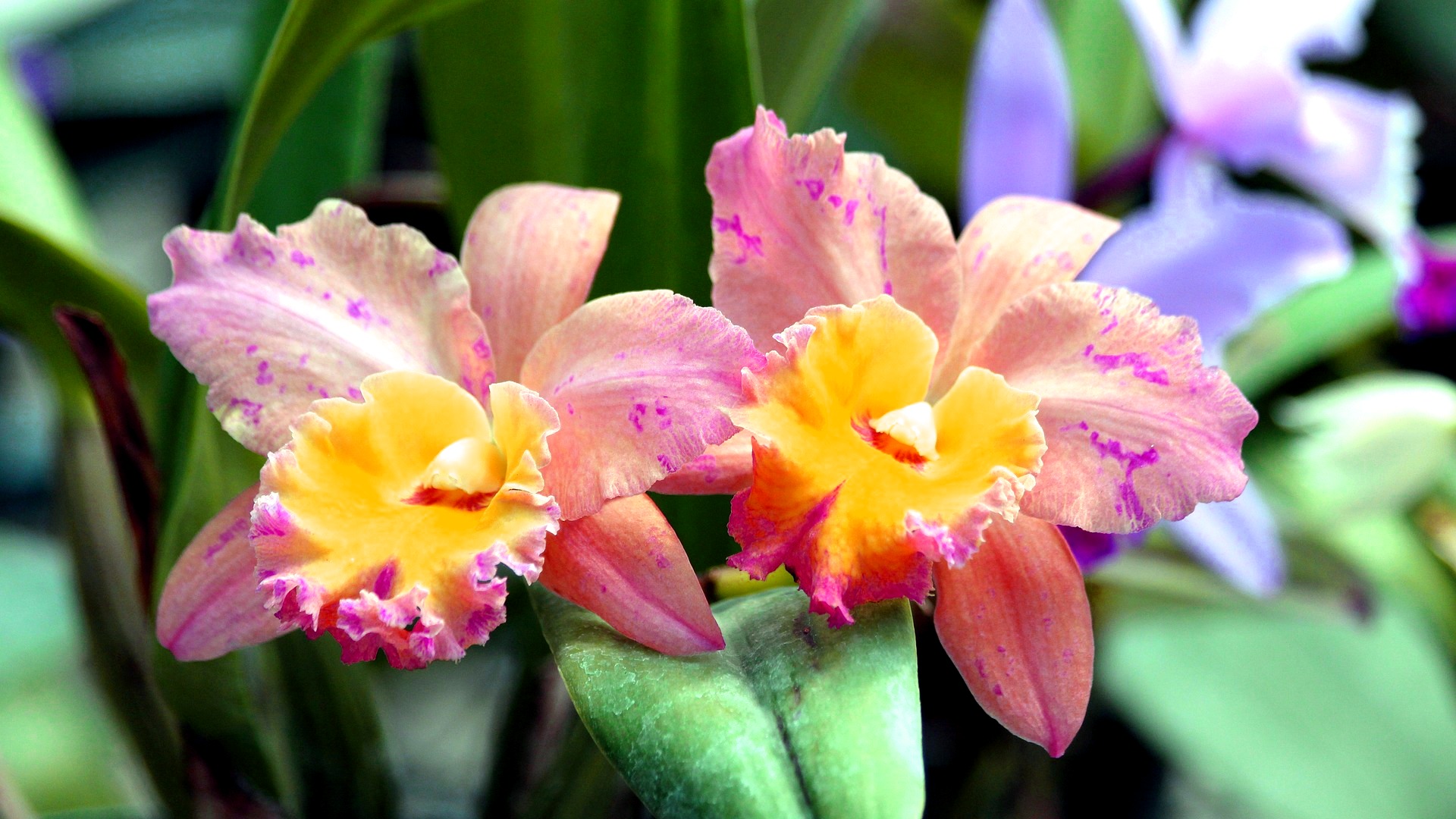 Экхарт Толле - 32. Трансцендирование, озвучивает Nikosho.mp4