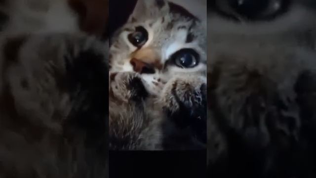 Я голоден, человек.