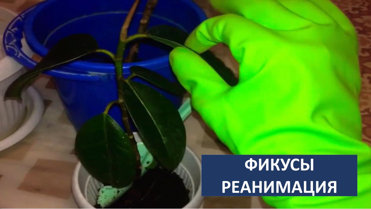 ФИКУСЫ. РЕАНИМАЦИЯ.