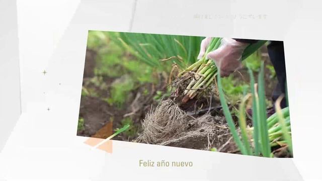 Новогодние поздравления от компании «Вильморин»