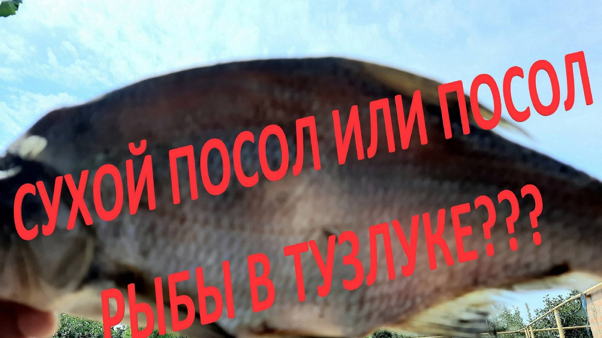 сухой посол или в тузлуке