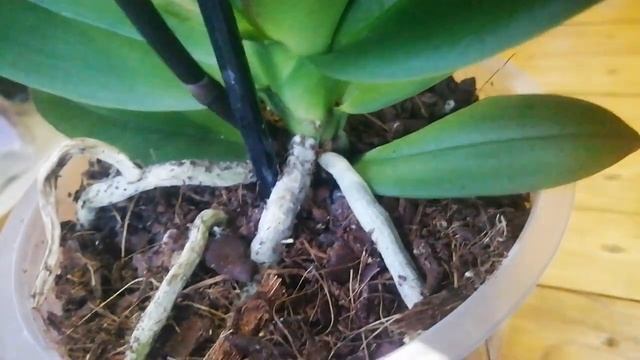 обзор новой орхидеи в моей коллекции 08.03.2022.