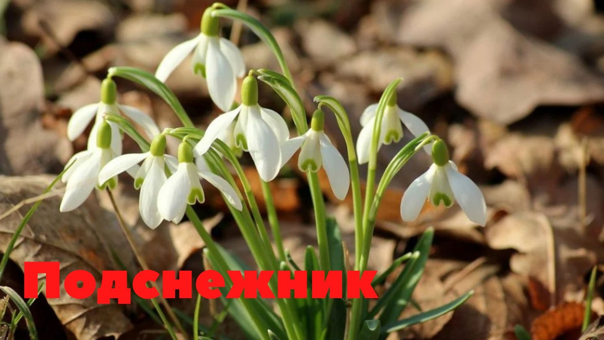 Подснежник. Первое дыхание весны.