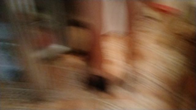 мои питомцы здесь