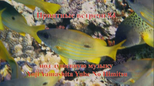 Приятные встречи 84 Луциан монопятнистый под душевную музыку Yoji Yamashita Yube No Himitsu
