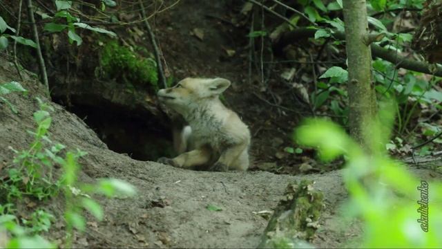 ЛИСЯТА У НОРЫ