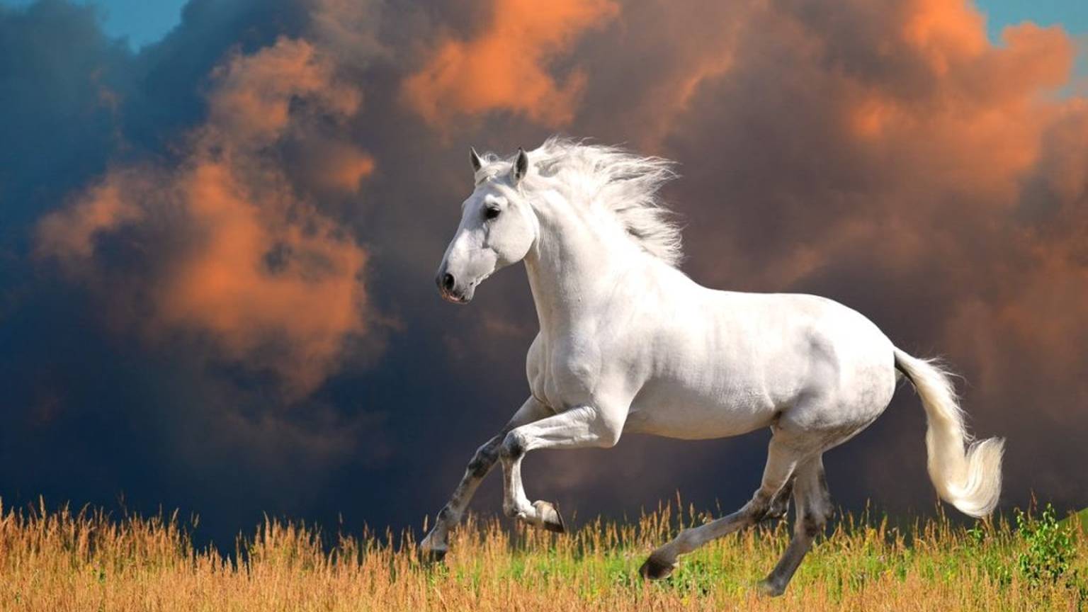 Иосиф Бродский: "И ВЕЧНЫЙ БОЙ..." Читает — Елена Артёменко. Запись: февраль, 2022 года.