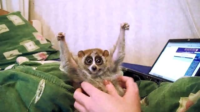 Лемуры - самые милые животные в мире!