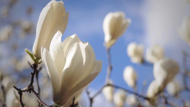 Весна как лекарство. Японская версия.