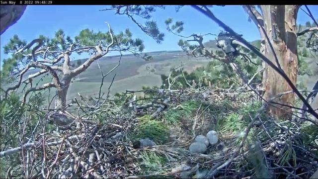 8.05.2022. Алтынай принесла пакет. Солнечные орлы Aquila heliaca, Татарстан