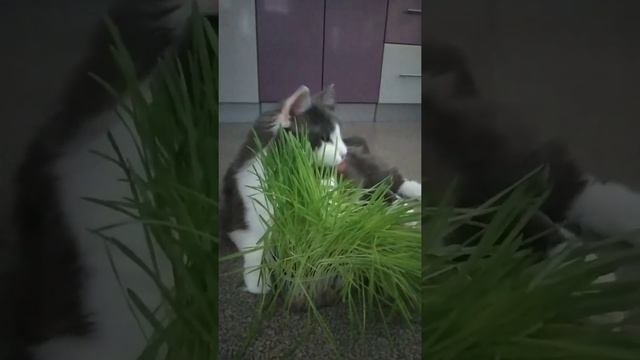 Гоша и витамины!