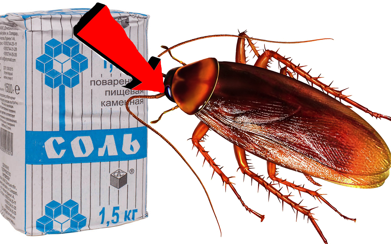 Как избавиться За 3 Секунды от Тараканов в квартире!!!!!