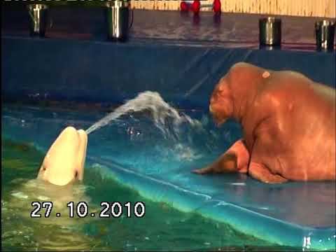 Дельфинарий. 2010 (2 часть)
